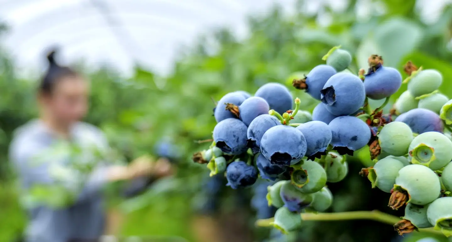 Home Page - The Summer Berry Company